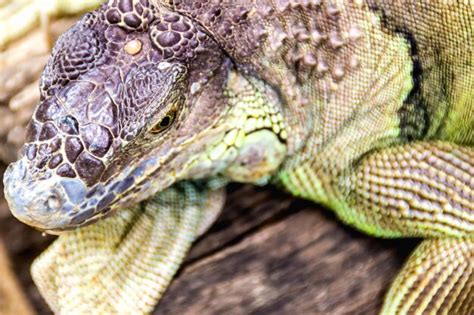 Premium Photo Close Up Of Lizard