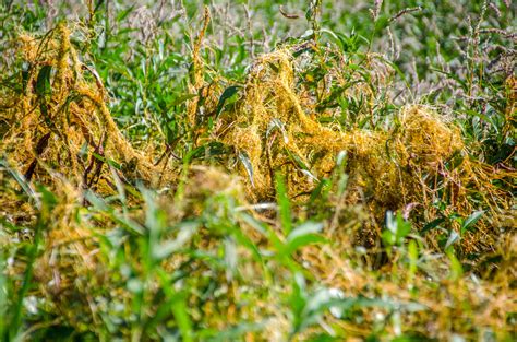 Love Vine Cassytha Filiformis Florida Paddle Notes