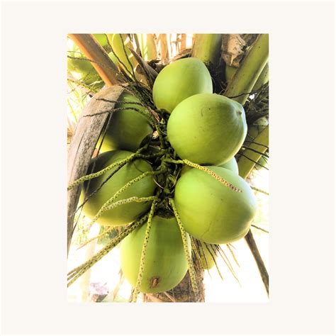 Kerala Best Tender Coconut Dr Coconut