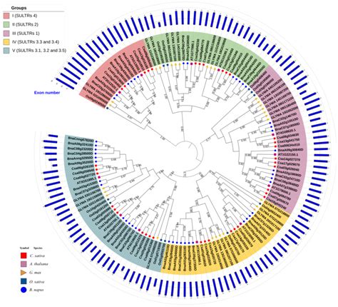 Phylogenetic Tree Of Sultrs From Camelina Sativa Brassica Napus