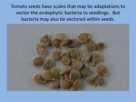 Microbial Endophytes Diversity Functions And Host Endophyte Interactions Pptx Gardening