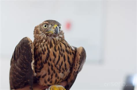 Ne A Vizitat Un Soim