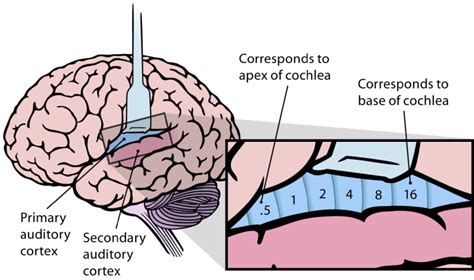 The Auditory Cortex Speechneurolab