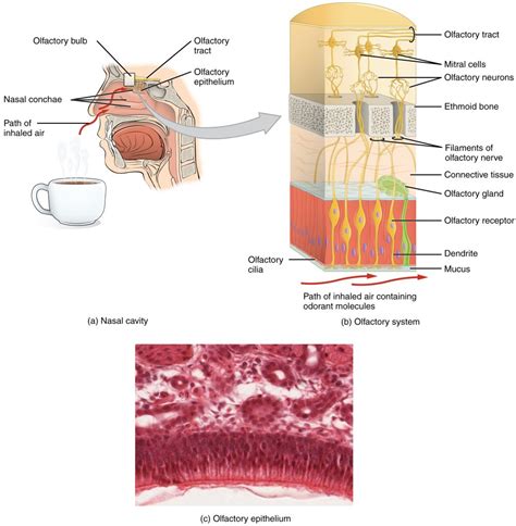 Sensory Systems Olfactory Smell System Integrated Human Anatomy