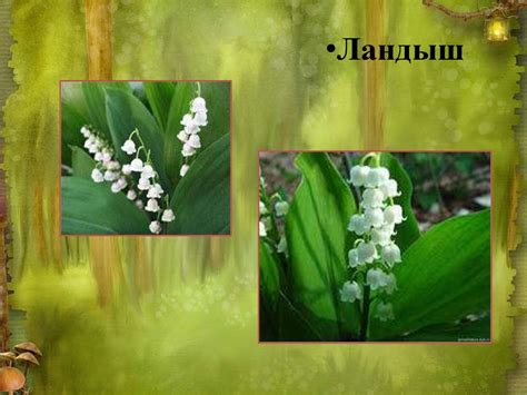 Красная книга Свердловской области презентация онлайн