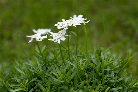 Bunga Bunga Bunga Putih Rumput Foto Gratis Di Pixabay Pixabay