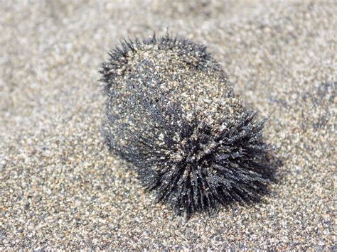 ზღვის ზღარბი Anasun Kitios Flickr