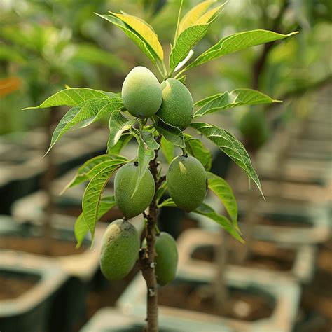 Unlocking The Secrets Of Mango Propagation From Branches To Seeds