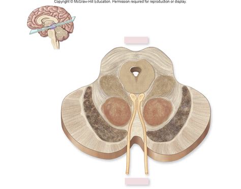 Midbrain Cross Sectional View Quiz