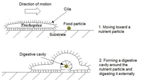 Biol 108 Lecture 16 Flashcards Quizlet
