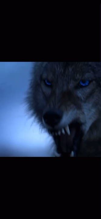 ВОЛЧОНОК СМОТРЕТЬ 🐺 волчонок кыргызстан волк альфа бишкек россия алматы Youtube