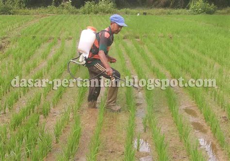 Tehnik Penyemprotan Padi Yang Benar Dan Tepat Dasar Dasar Pertanian