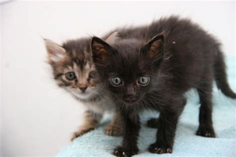 Three Kittens Survive Being Locked In A Car For On 2000 Mile Trip