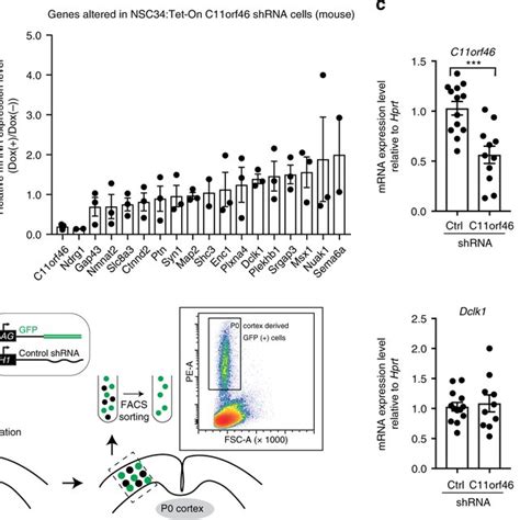 Selection Of Targeted Genes By C11orf46 Setdb1 Complex A Mouse