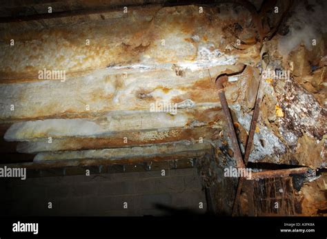 Dry Rot Fungus Fruiting Body Serpula Lacrymans Spread Onto Brickwork