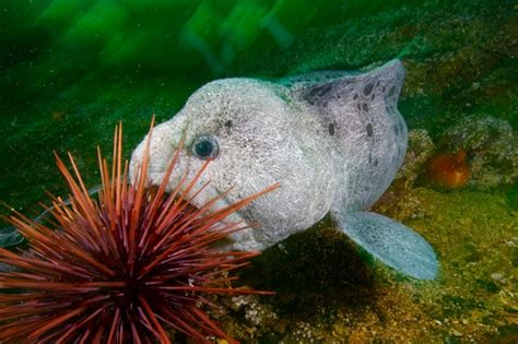 Wolf Eel Ocean Treasures Memorial Library