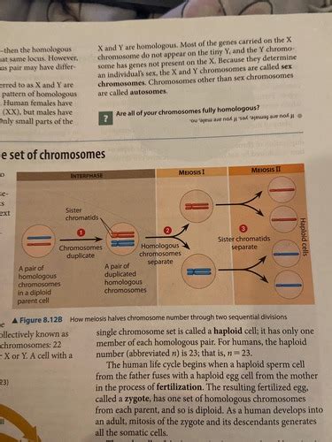 Meiosis Flashcards Quizlet