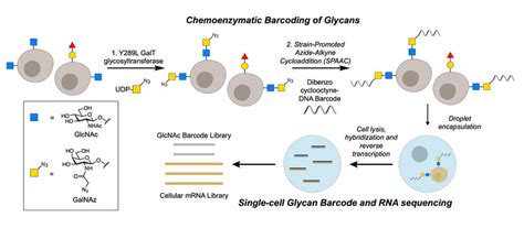 Glycan Structure Id Hsieh Wilson Lab
