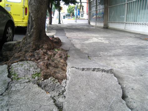 PAPÁS DF Árboles en la Ciudad
