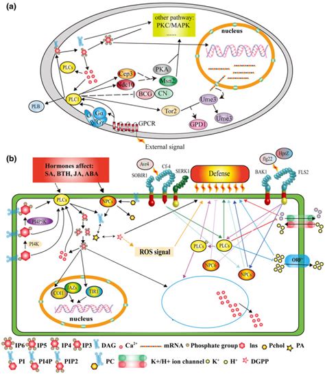 Phospholipase C Diverse Functions In Plant Biotic Stress Resistance And Fungal Pathogenicity Pmc