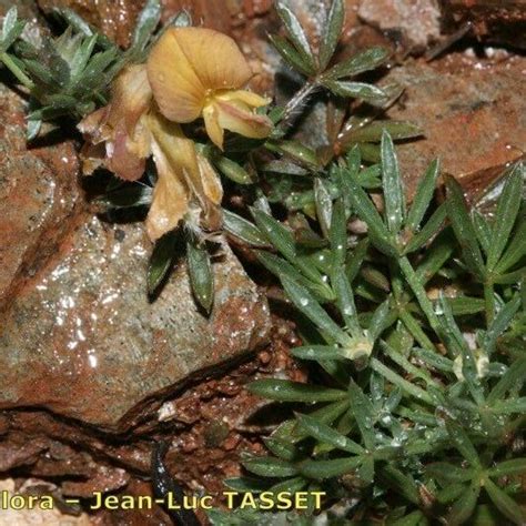 Lotononis Lupinifolia Plant Care And How To Grow Water