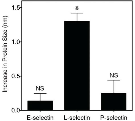 Extension Of E L And P Selectin Protein Size In Nanometers Upon