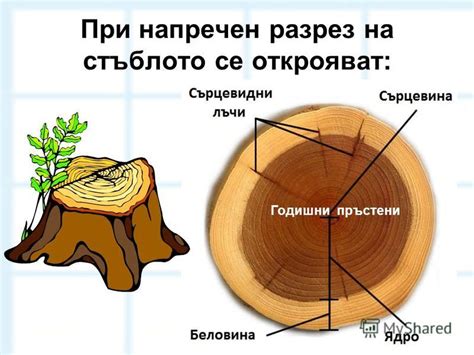 Презентация на тему СВОЙСТВА И ПРИЛОЖЕНИЕ НА МАТЕРИАЛИТЕ В БИТА 5