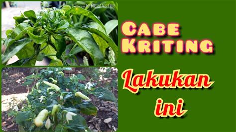 Cara Efektif Mengatasi Daun Cabe Kriting Dengan Kruning Youtube
