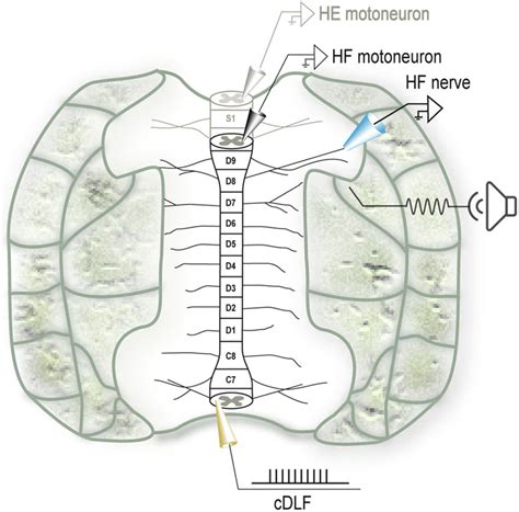 The Ex Vivo Carapace Spinal Cord Preparation From The Adult Turtle