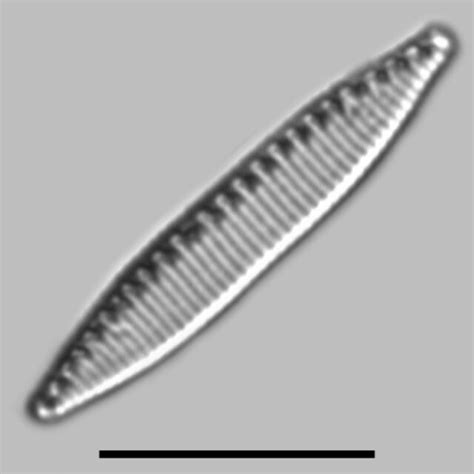 Nitzschia Genera Diatoms Of North America