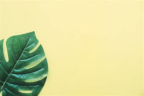 노란색 배경에 열대 야자수 잎 플랫 레이 상단 보기 최소한의 자연 여름 개념입니다 경관에 대한 스톡 사진 및 기타 이미지
