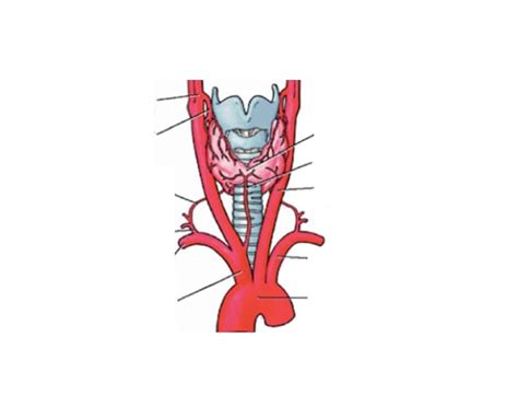 Thyroid Arteries Quiz