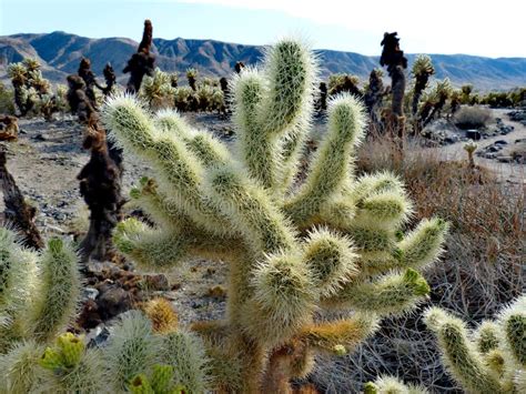 Beautiful Joshua Tree National Park California Usa Stock Image Image Of National Beautiful