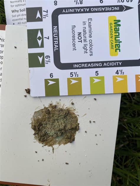 Whats Wrong With This Camellia Rplantclinic