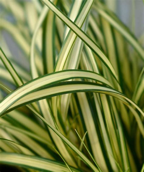 Evergold Variegated Sedge Bower And Branch