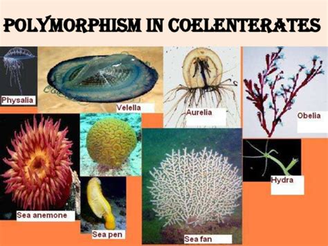 Examples Of Coelenterates
