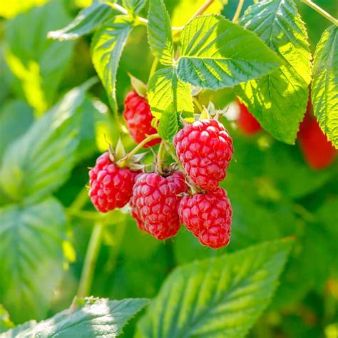 Garden State Bulb Raspberry Heritage 1 Year Live Bare Root Plant Bag