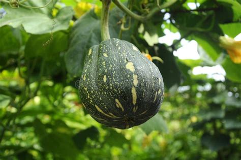 árbol De Calabaza Con Su Fruta Colgante Imagen de archivo Imagen de
