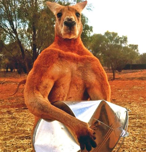 Dont Mess With Roger The Muscle Bound Kangaroo Who Can Crush Metal