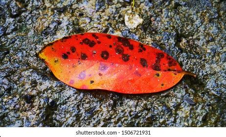 837 Bacterial Blight Images Stock Photos Vectors Shutterstock