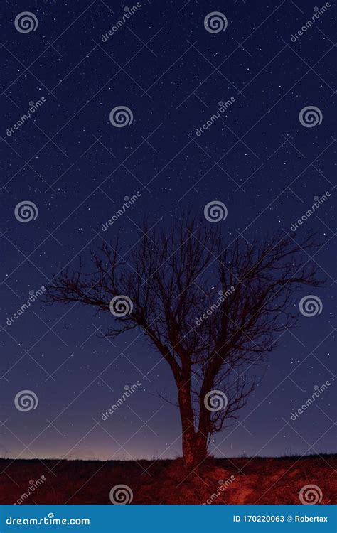 Lone Naked Tree Against Starry Night Sky Stock Image Image Of