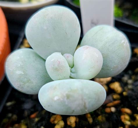 Pachyphytum Botox