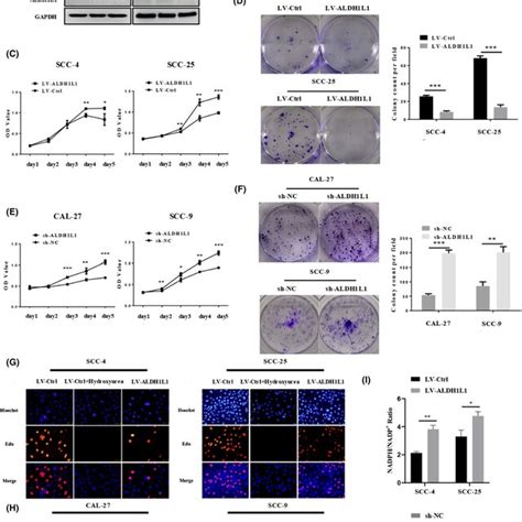 Downregulation Of Aldh1l1 Facilitates The Growth Proliferation And