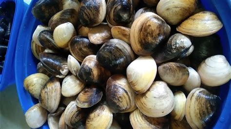 Paano Manguha Ng Tuway Seashell Youtube