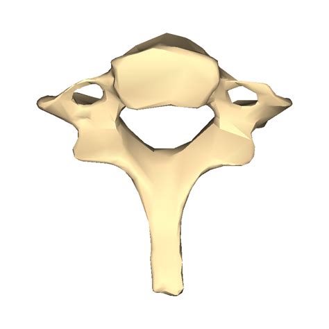 Vertebrae Cervical C7 Diagram Quizlet