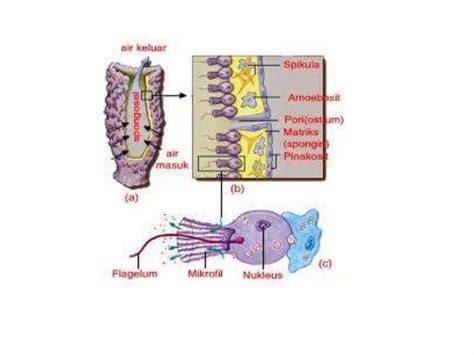 Ciri Ciri Fungi Jamur Ppt