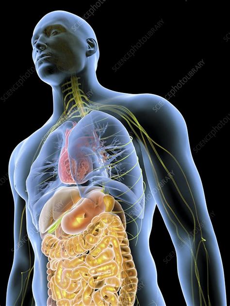 Human Male Anatomy Artwork Stock Image C0033222 Science Photo
