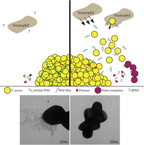 Phenol Soluble Modulins As Bifunctional Proteins A Staphylococcus Download Scientific