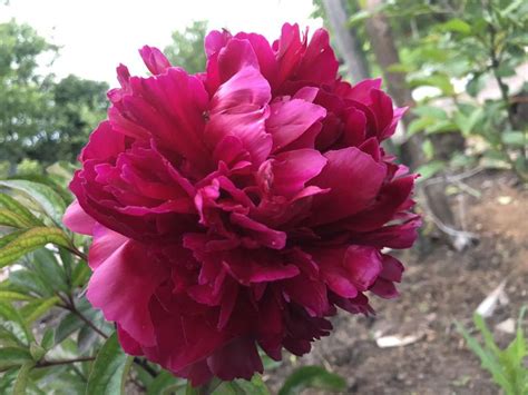 Пион Black Beauty (Блэк Бьюти)🌱 - купить корневища и саженцы в горшках ...