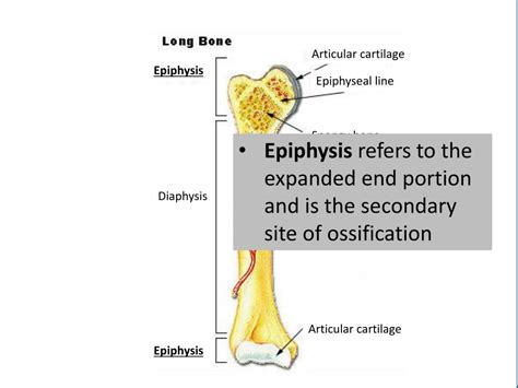 Ppt Epiphysis Powerpoint Presentation Free Download Id2201699